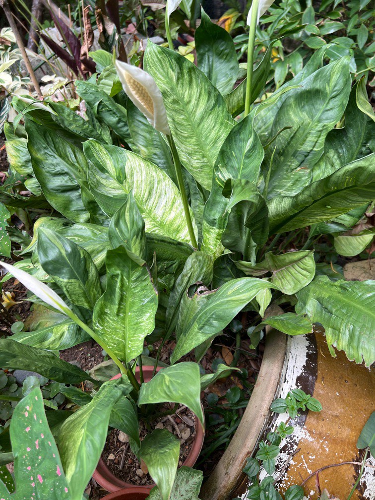 Variegated peace lily flowering now, Furniture & Home Living, Gardening ...