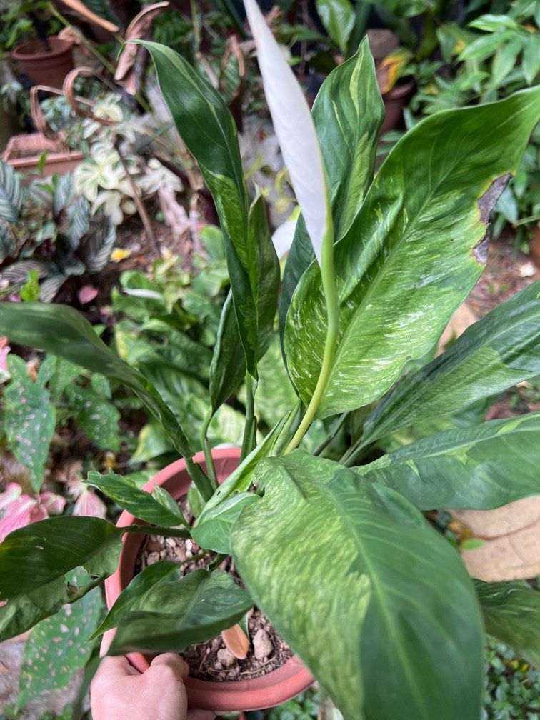 Variegated peace lily flowering now, Furniture & Home Living, Gardening ...