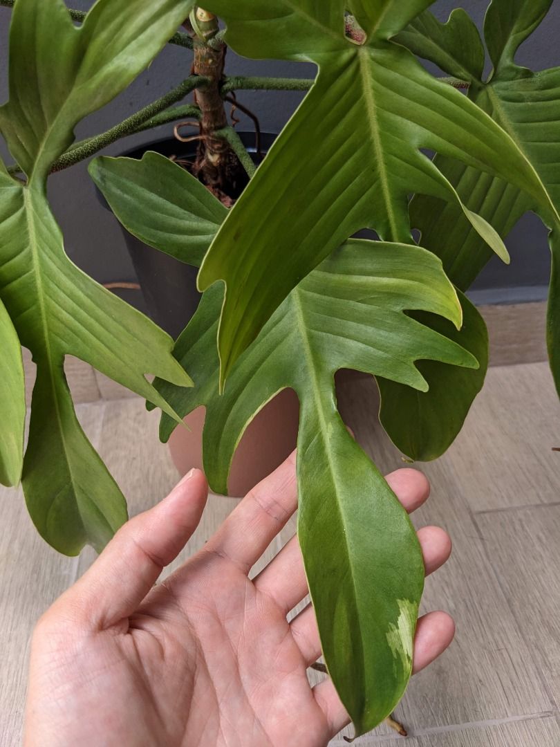 Variegated Philodendron Florida Ghost, Furniture & Home Living ...