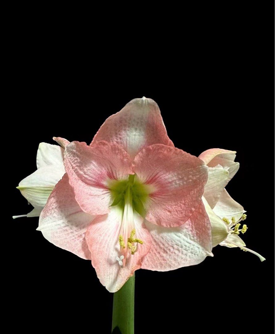Amaryllis new variant - Rosalie, Furniture & Home Living, Gardening ...