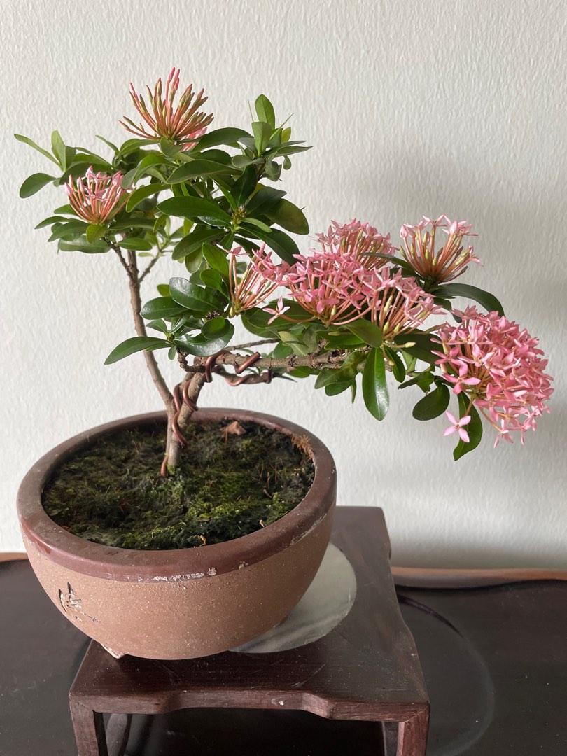 Bonsai - Miniature Ixora (Pink), Furniture & Home Living, Gardening ...