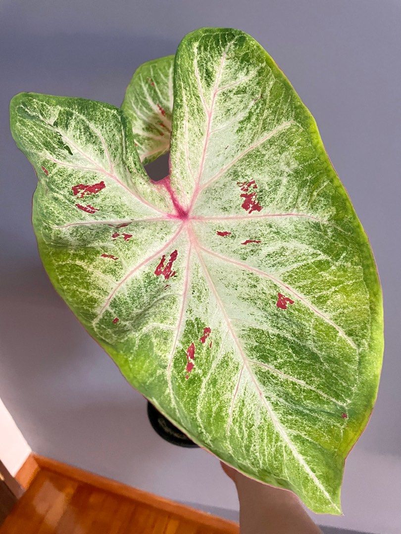 Caladium Thai Hybrid, Furniture & Home Living, Gardening, Plants ...