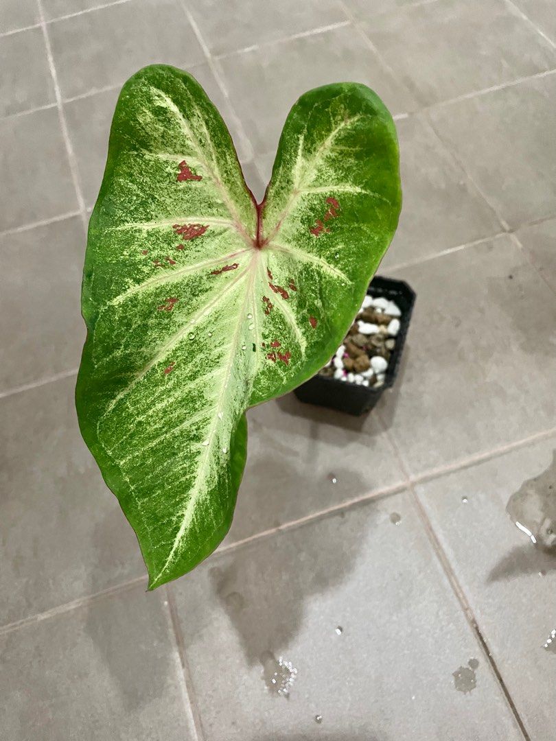 Caladium Thai Hybrid, Furniture & Home Living, Gardening, Plants ...