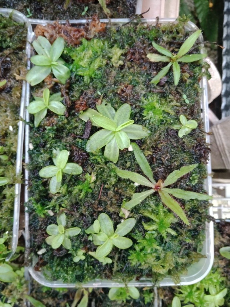 carnivorous plant butterwort pinguicula primuliflora, Furniture & Home ...