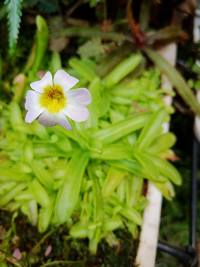 carnivorous plant butterwort pinguicula primuliflora, Furniture & Home ...