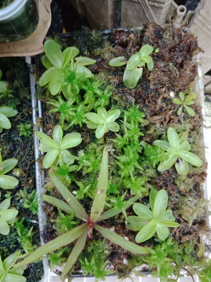 carnivorous plant butterwort pinguicula primuliflora, Furniture & Home ...