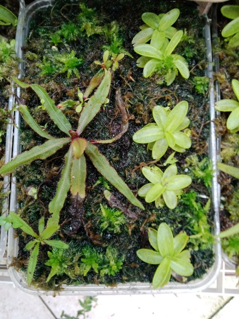 carnivorous plant butterwort pinguicula primuliflora, Furniture & Home ...