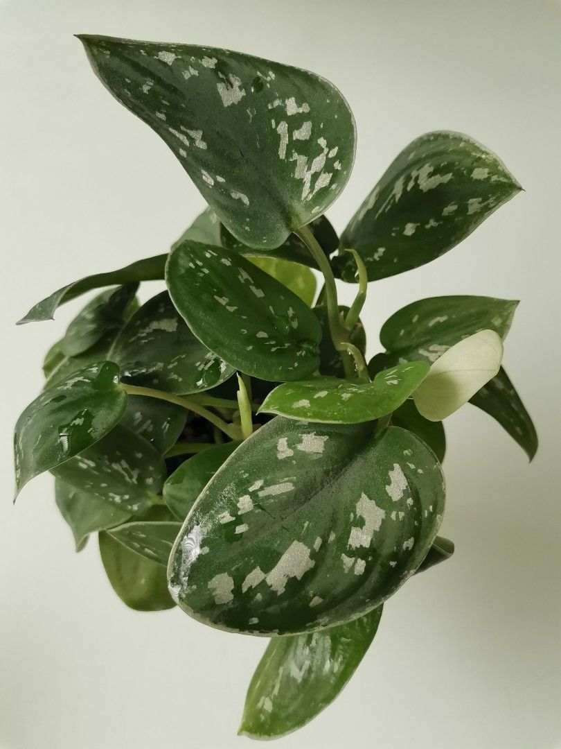 Cebu Blue / Marble Queen /Manjula / N'Joy /Neon / Scindapsus Pictus ...