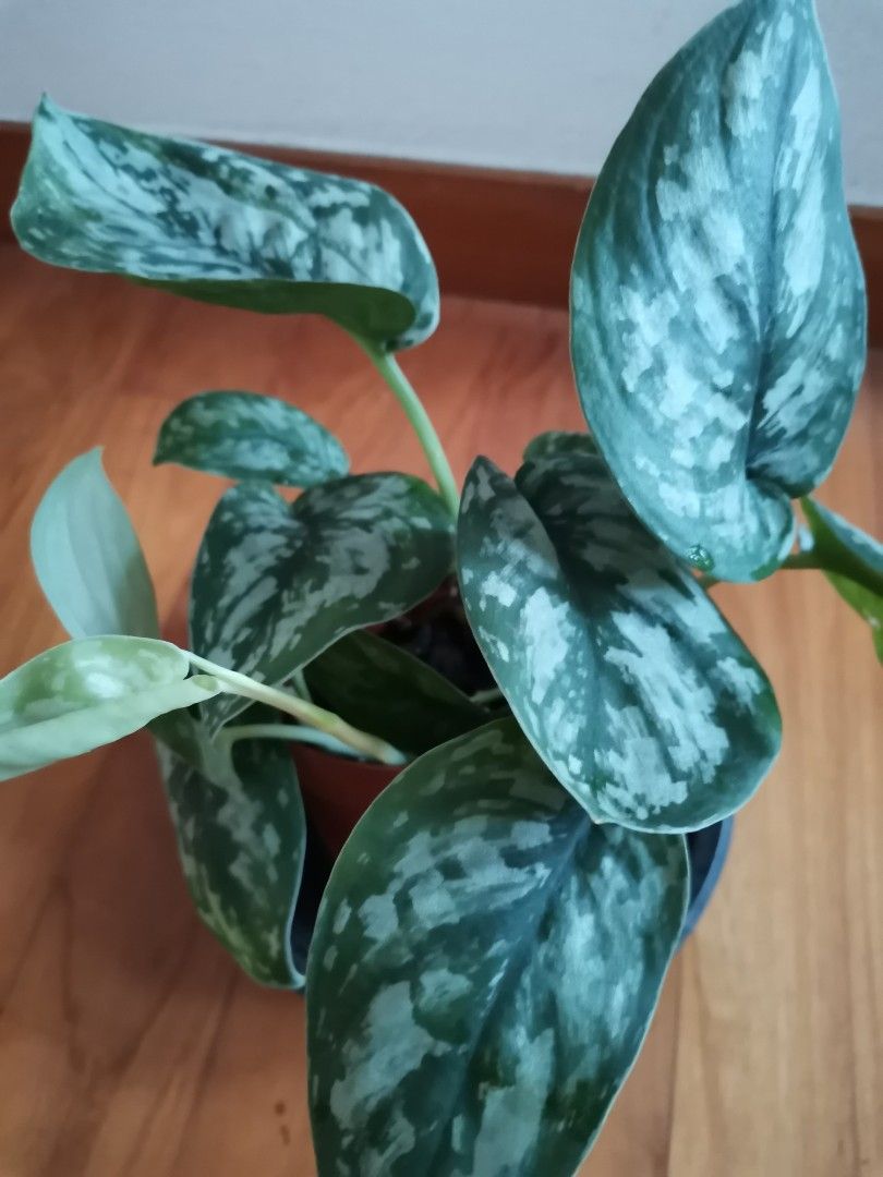 Cebu Blue / Marble Queen /Manjula / N'Joy /Neon / Scindapsus Pictus ...