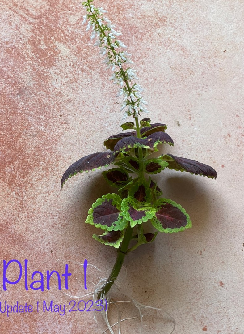 Coleus stem cut (with roots), Furniture & Home Living, Gardening ...