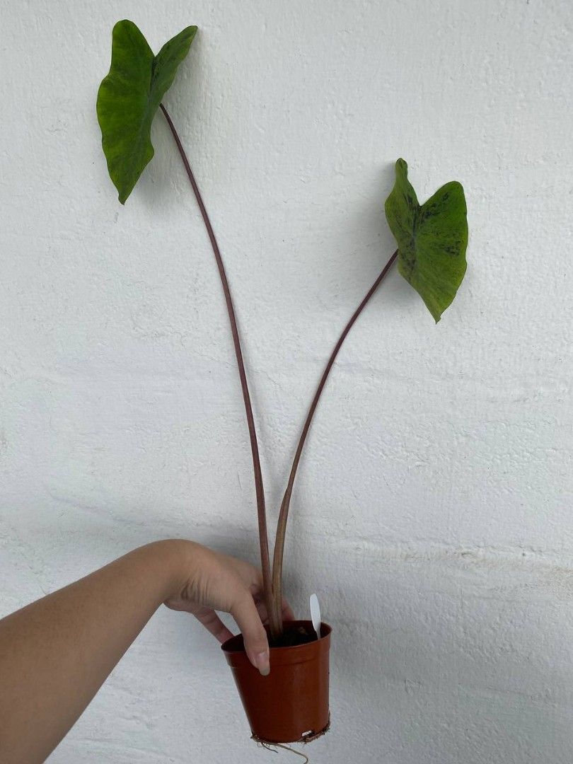 Colocasia mojito / Colocasia midnight bride / Colocasia anubis ...