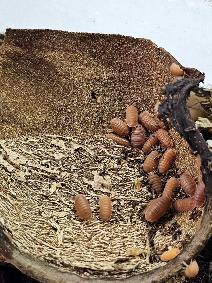 Elephant Ear Pod, Pet Supplies, Pet Food on Carousell