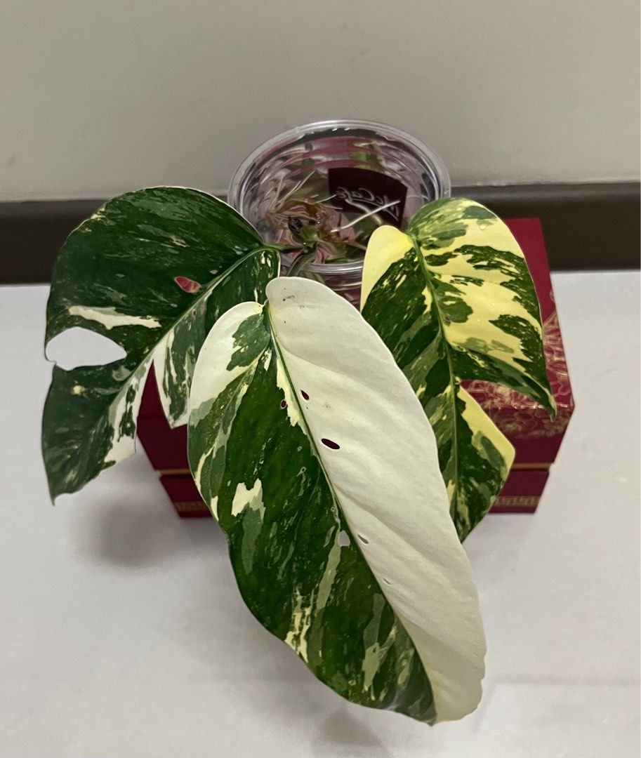 Epipremnum Pinnatum Albo, Furniture & Home Living, Gardening, Plants ...