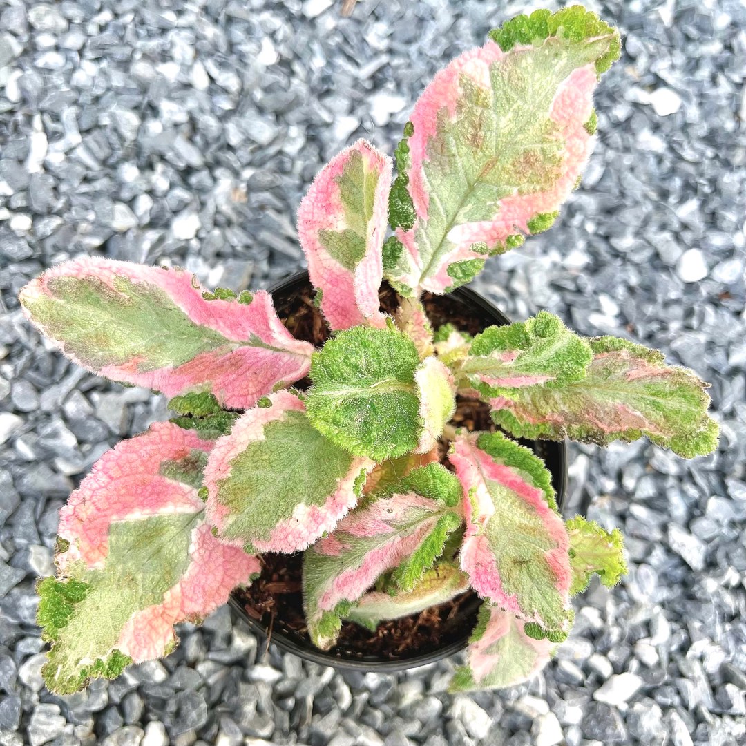 Episcia Picasso, Furniture & Home Living, Gardening, Plants & Seeds on ...