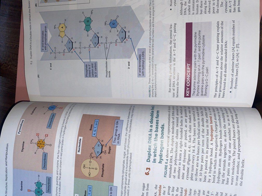 Essential Genetics and Genomics 7th Ed by Daniel Hartl, Hobbies & Toys ...