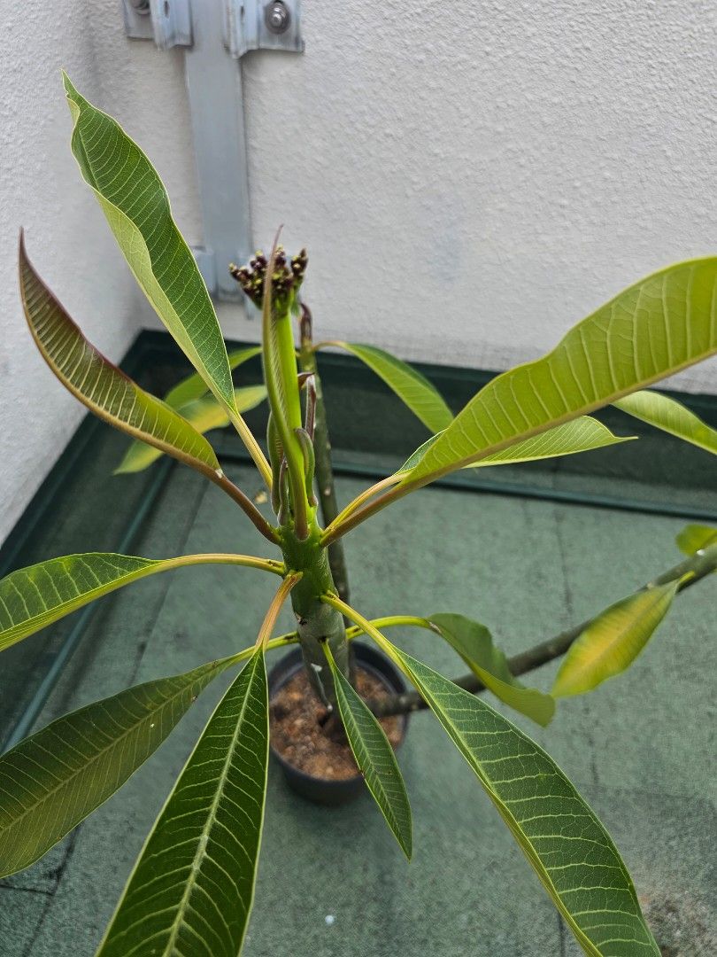 Frangipani plant, flowering soon, Furniture & Home Living, Gardening ...