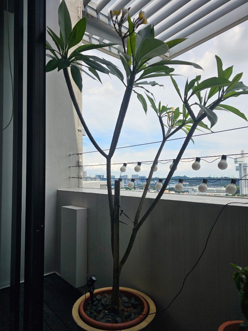 Frangipani tree 1.7m, Furniture & Home Living, Gardening, Plants ...