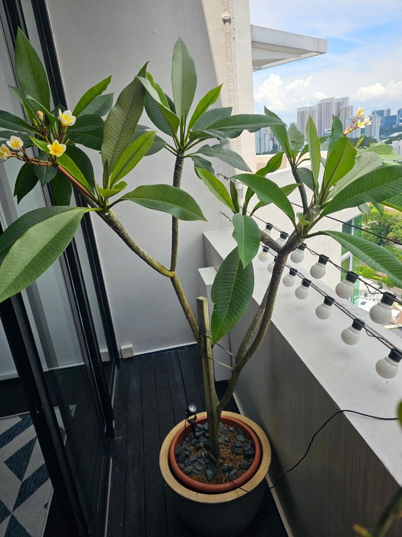 Frangipani tree 1.7m, Furniture & Home Living, Gardening, Plants ...