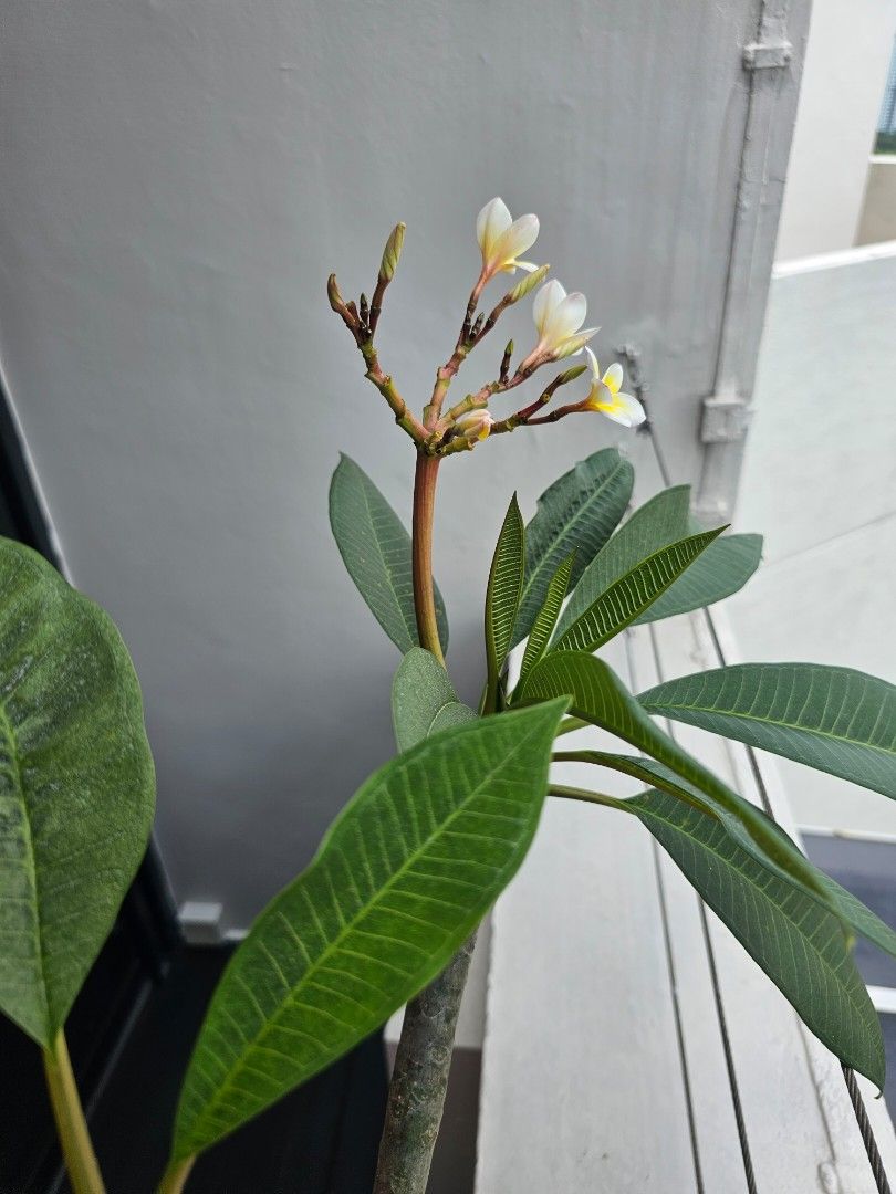Frangipani tree 1.7m, Furniture & Home Living, Gardening, Plants ...