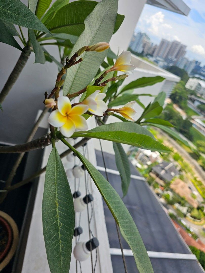 Frangipani tree 1.7m, Furniture & Home Living, Gardening, Plants ...