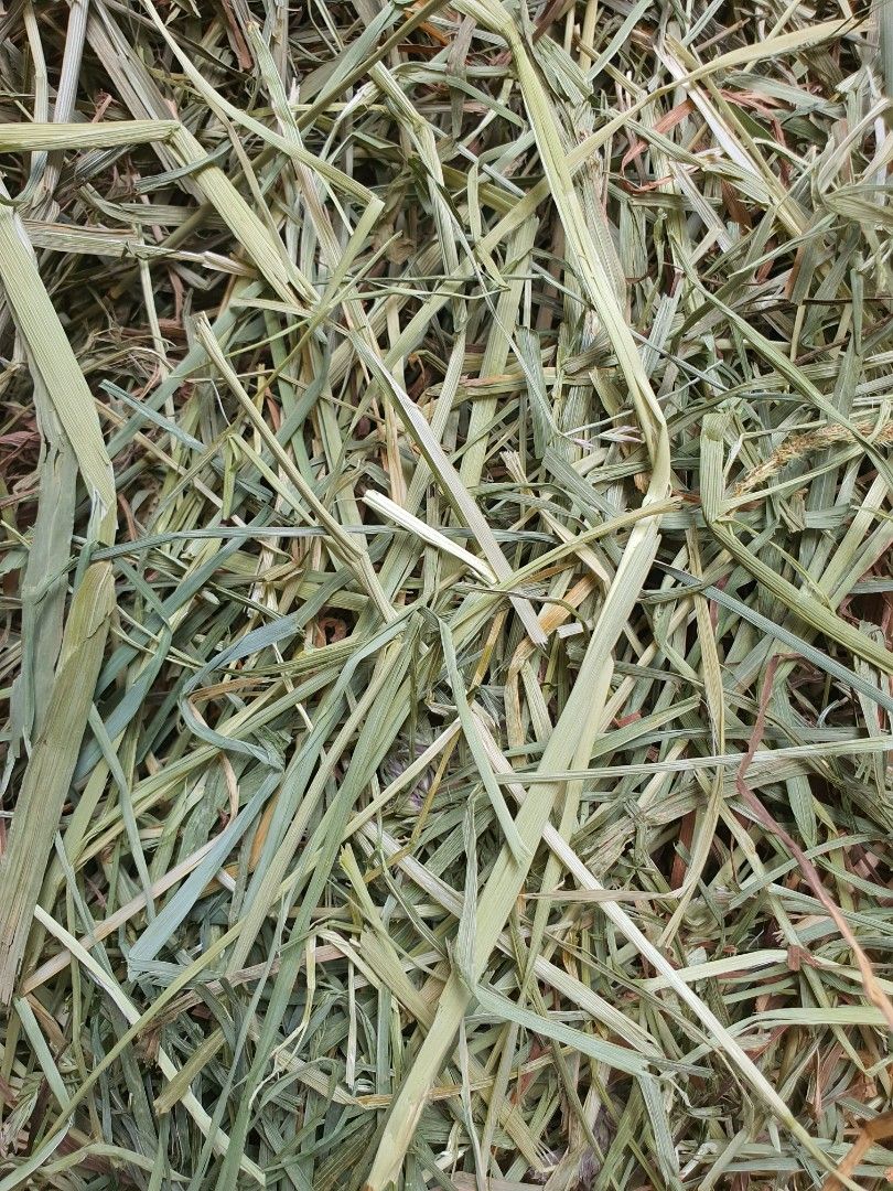 Hay Blend - Timothy & Orchard Grass Hay, Pet Supplies, Pet Food on ...