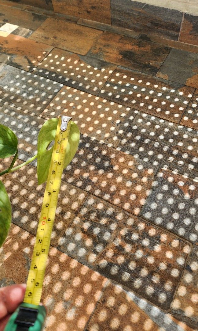 Monstera Acuminata Mint., Furniture & Home Living, Gardening, Plants ...