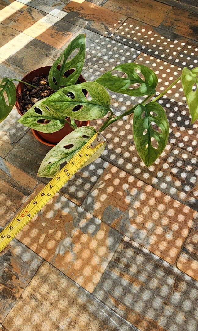 Monstera Acuminata Mint., Furniture & Home Living, Gardening, Plants ...