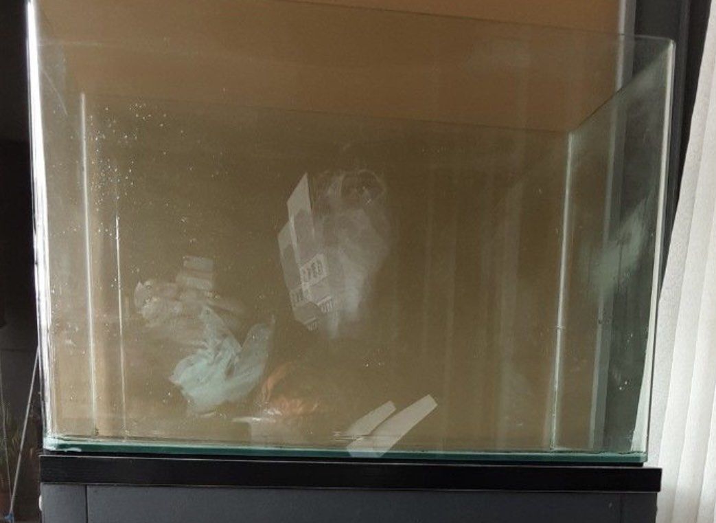 2 ft open top glass fish tank - 72 litre/19 gallon, Pet Supplies, Homes ...