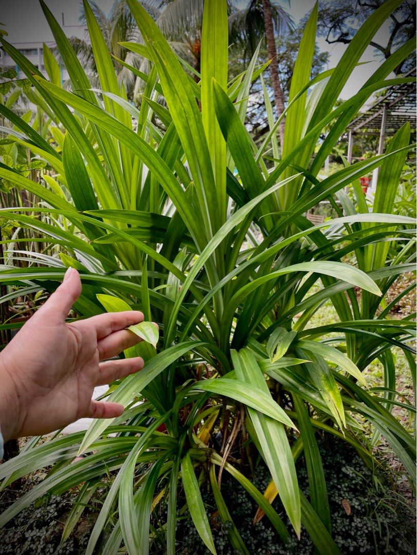 Pandan plant - Organic H70-80cm multiple stalk per pot , Furniture ...