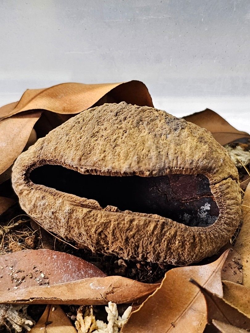 Pangium Pod (6cm) Isopod hide, Pet Supplies, Pet Food on Carousell