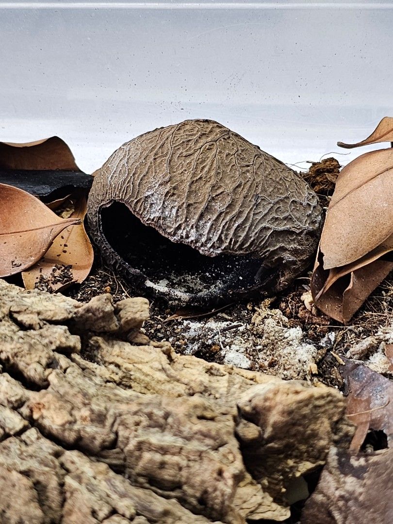 Pangium Pod (6cm) Isopod hide, Pet Supplies, Pet Food on Carousell