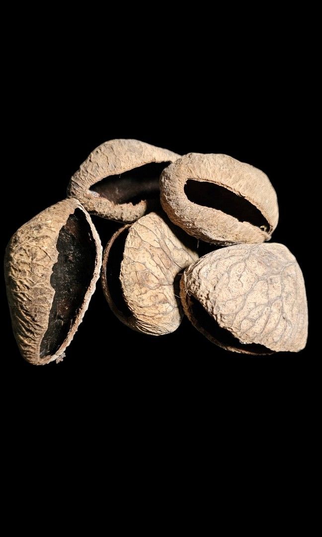 Pangium Pod (6cm) Isopod hide, Pet Supplies, Pet Food on Carousell