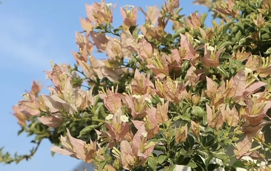 Rare Variegated Bougainvillea Bonsai Mini Cherry Blossom Furniture