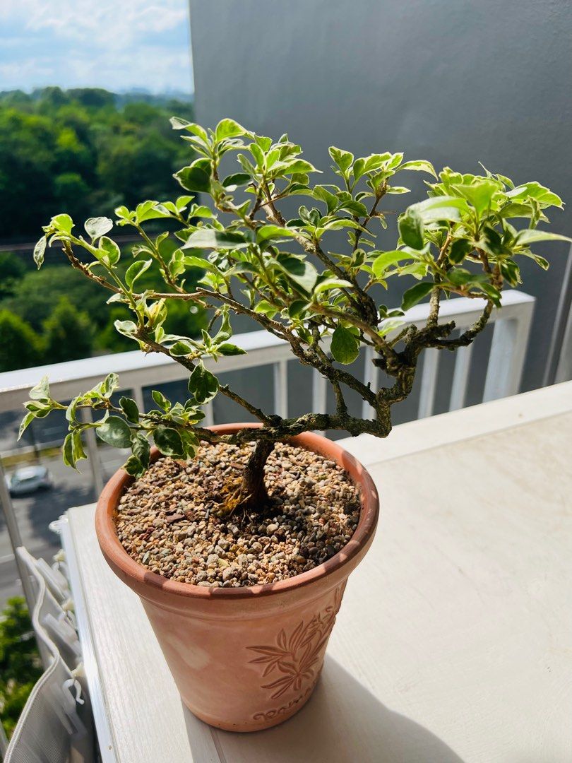 Rare Variegated Bougainvillea Bonsai Mini Cherry Blossom Furniture