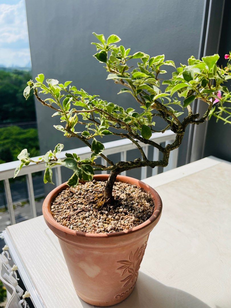 Rare Variegated Bougainvillea Bonsai Mini Cherry Blossom Furniture