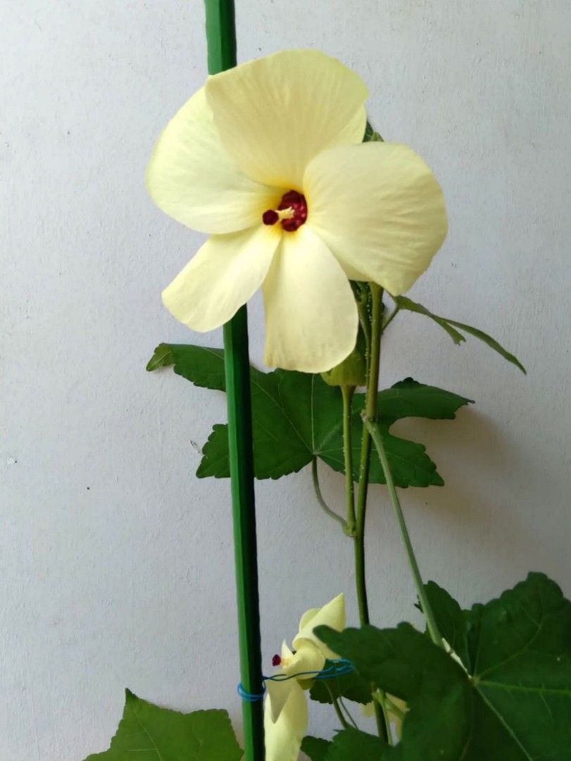 Seeds of Sunset Hibiscus. (50 seeds), Furniture & Home Living, Gardening, Plants & Seeds on ...