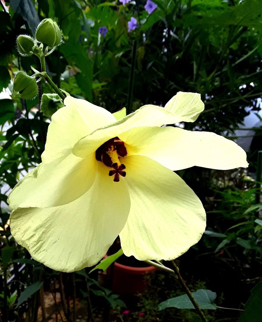 Sunset Manihot/Sweet Hibiscus flower plant., Furniture & Home Living, Gardening, Plants & Seeds ...