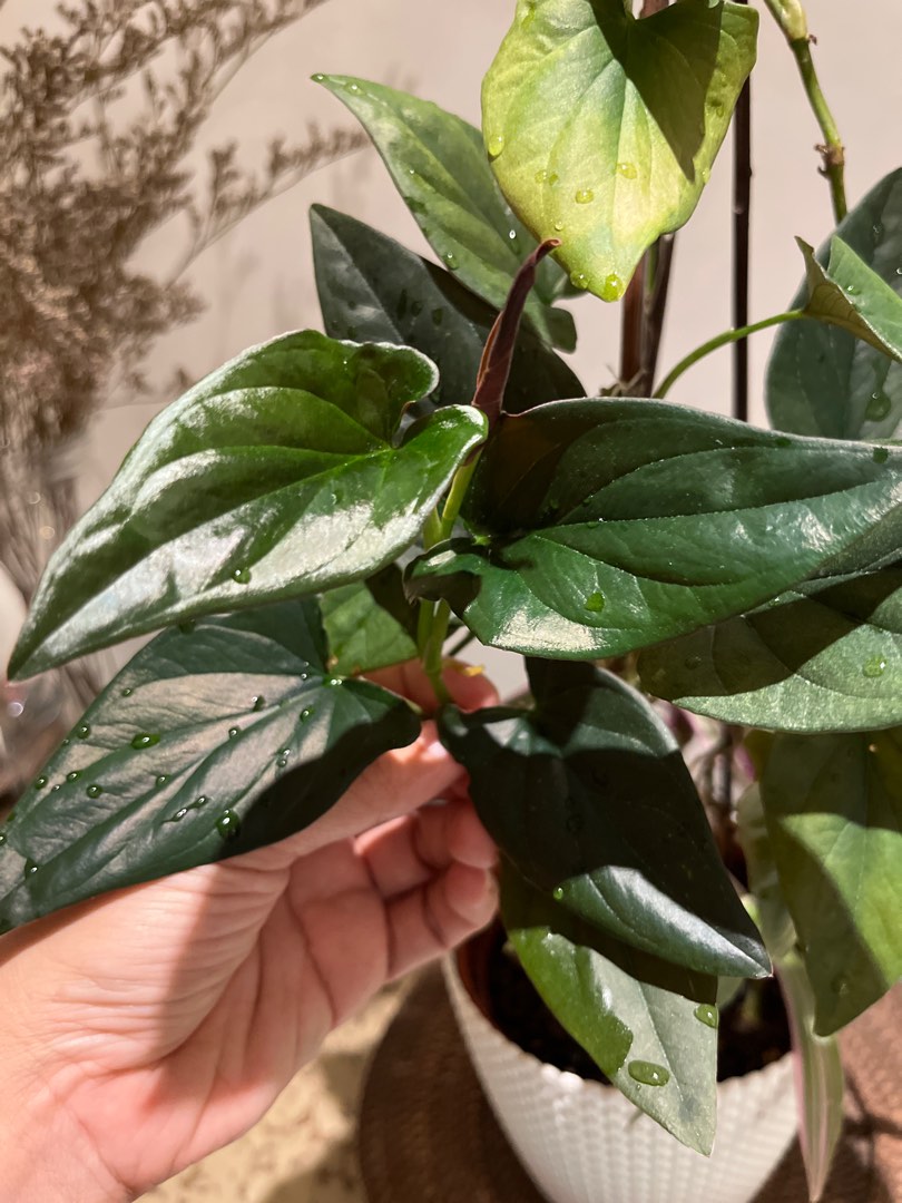 Syngonium erythrophyllum (Red Arrow), Furniture & Home Living ...