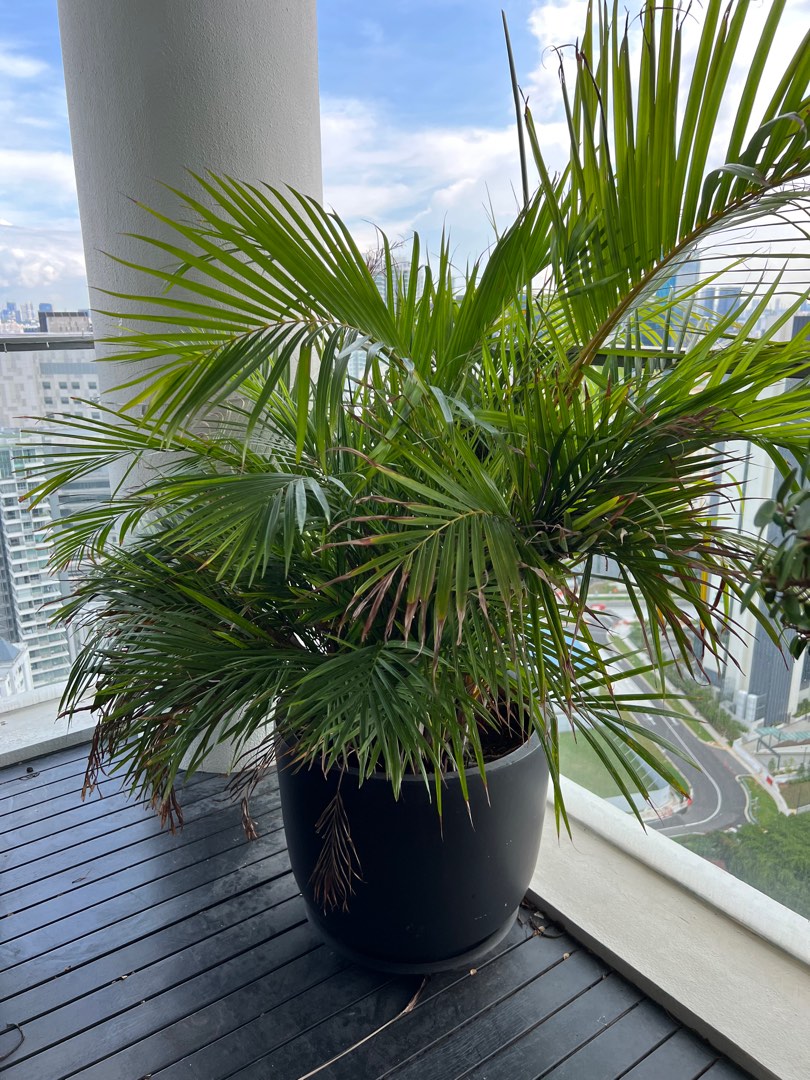 Two large palms in ceramic pots, Furniture & Home Living, Gardening ...