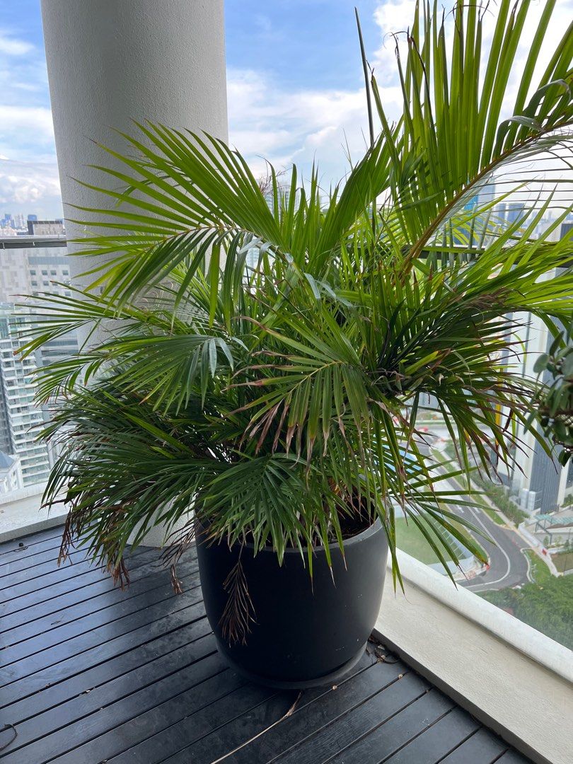 Two large palms in ceramic pots, Furniture & Home Living, Gardening ...