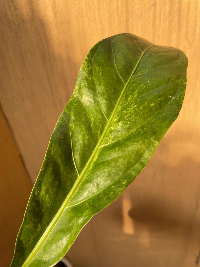 Variegated Anthurium Foliage - Antfol, Furniture & Home Living ...