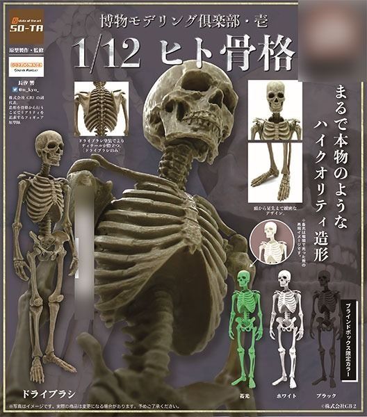 全新 日版 未開 1/12 SO-TA 骷髏骨人 4盒 Hakubutsu Modeling Club Human Skeleton ...