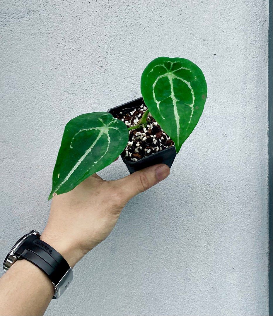 Anthurium Forgetii Silver, Furniture & Home Living, Gardening, Plants ...