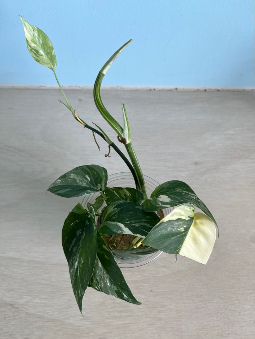 Epipremnum Pinnatum Albo, Furniture & Home Living, Gardening, Plants ...