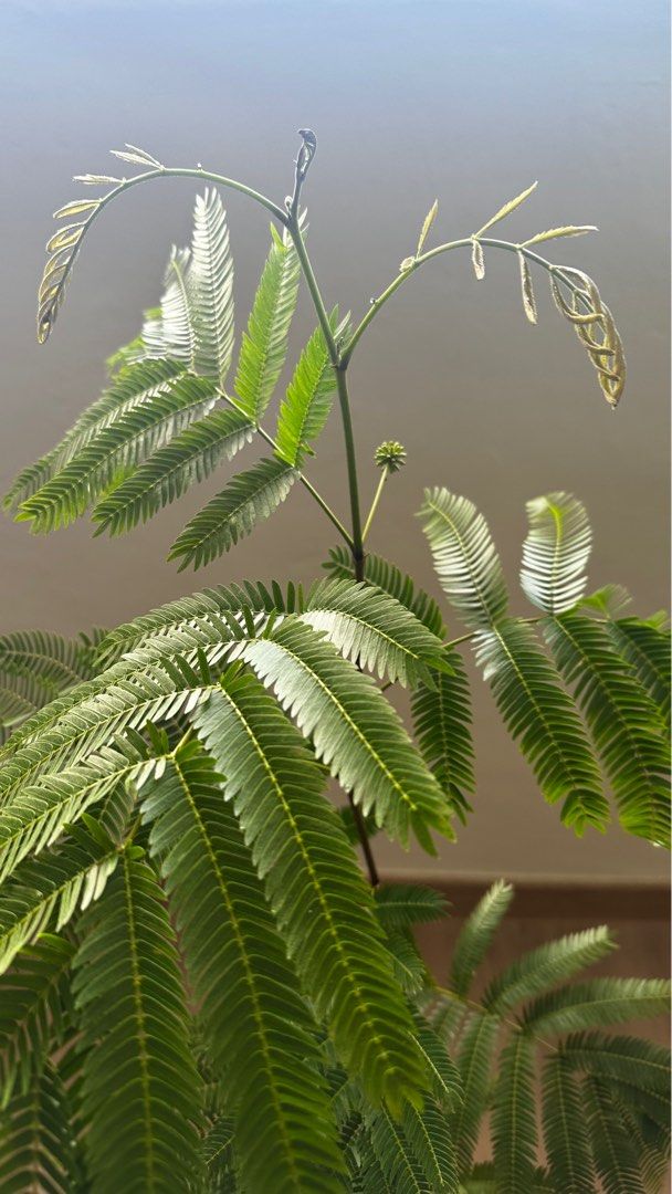 Everfresh Tree (Pithecellobium Confertum), Furniture & Home Living ...