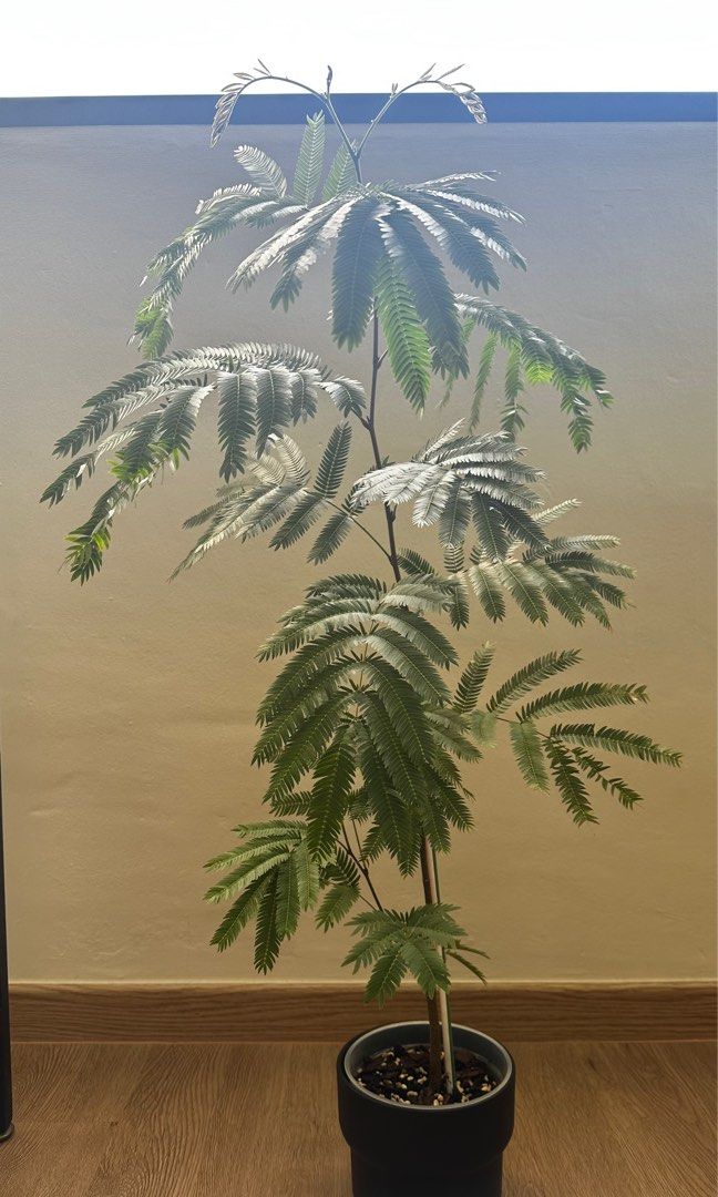 Everfresh Tree (Pithecellobium Confertum), Furniture & Home Living ...