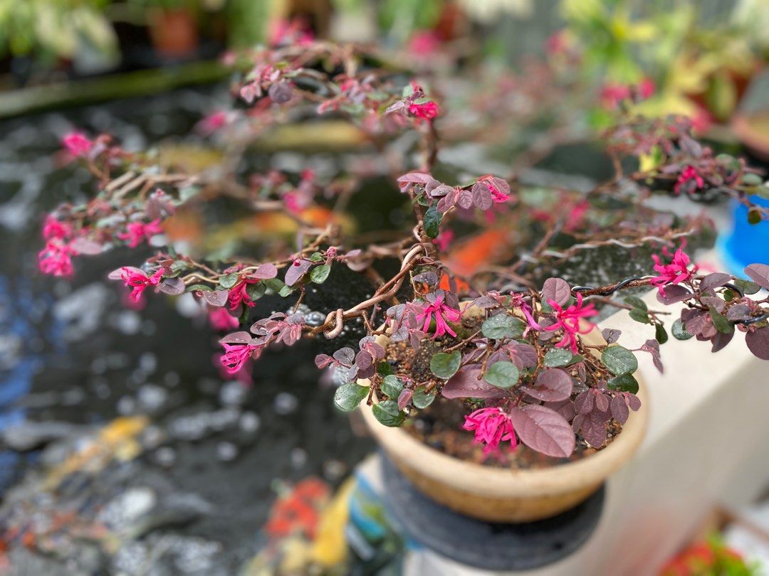 hinese Fringe flower (Loropetalum chinense) for sale, Furniture & Home ...
