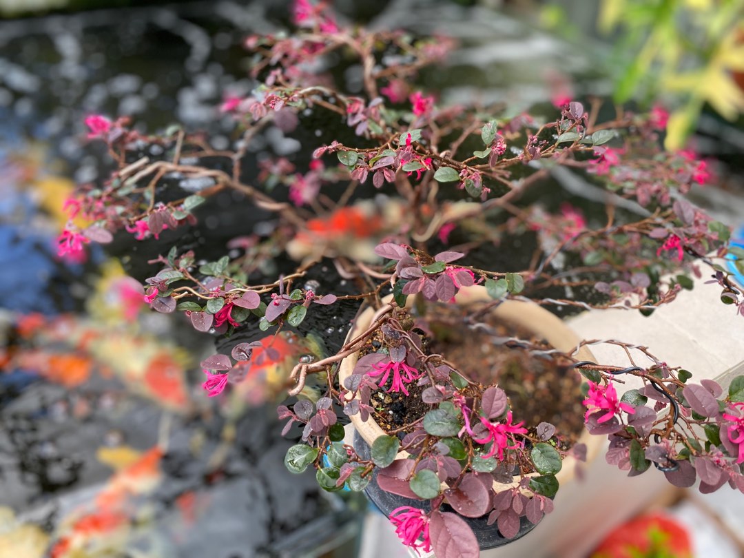 hinese Fringe flower (Loropetalum chinense) for sale, Furniture & Home ...