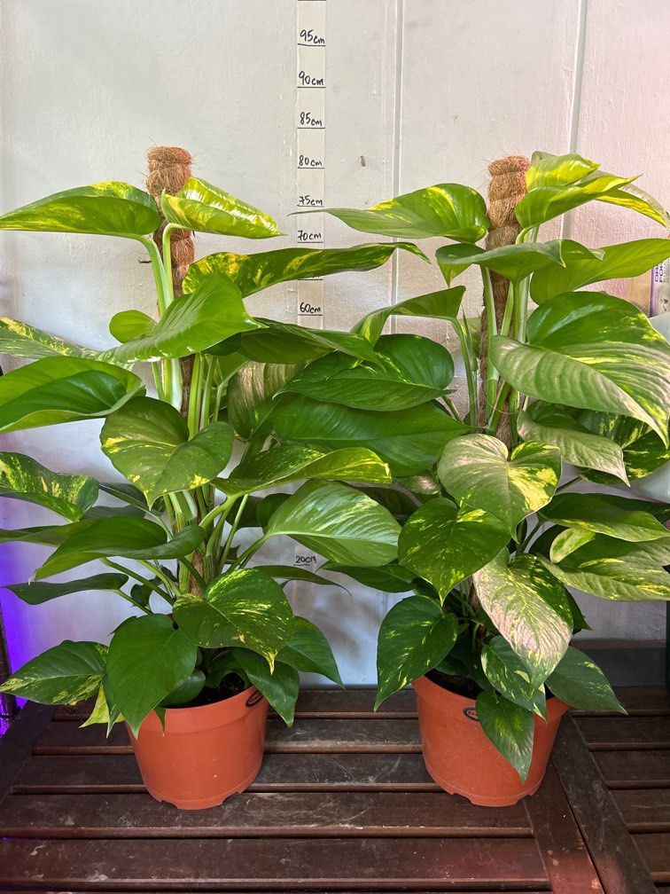 Money Plant 80cm tall with grow pole $20 each, Furniture & Home Living ...