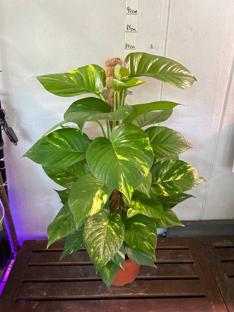 Money Plant 80cm tall with grow pole $20 each, Furniture & Home Living ...